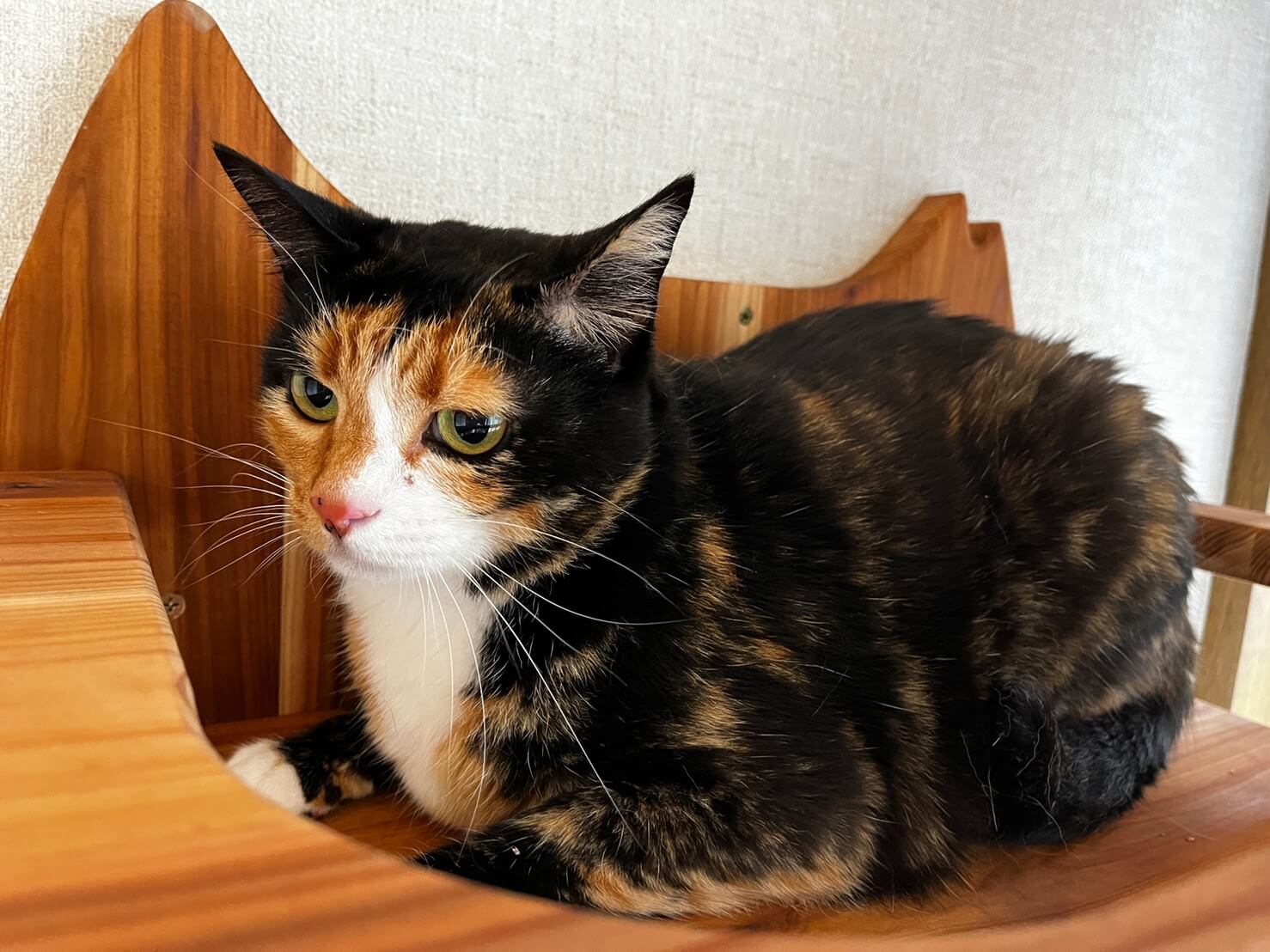 SAVE THE CAT HIDAシェルター ネコリパブリック飛騨 | ネコリパブリック｜日本の猫の殺処分をゼロに！